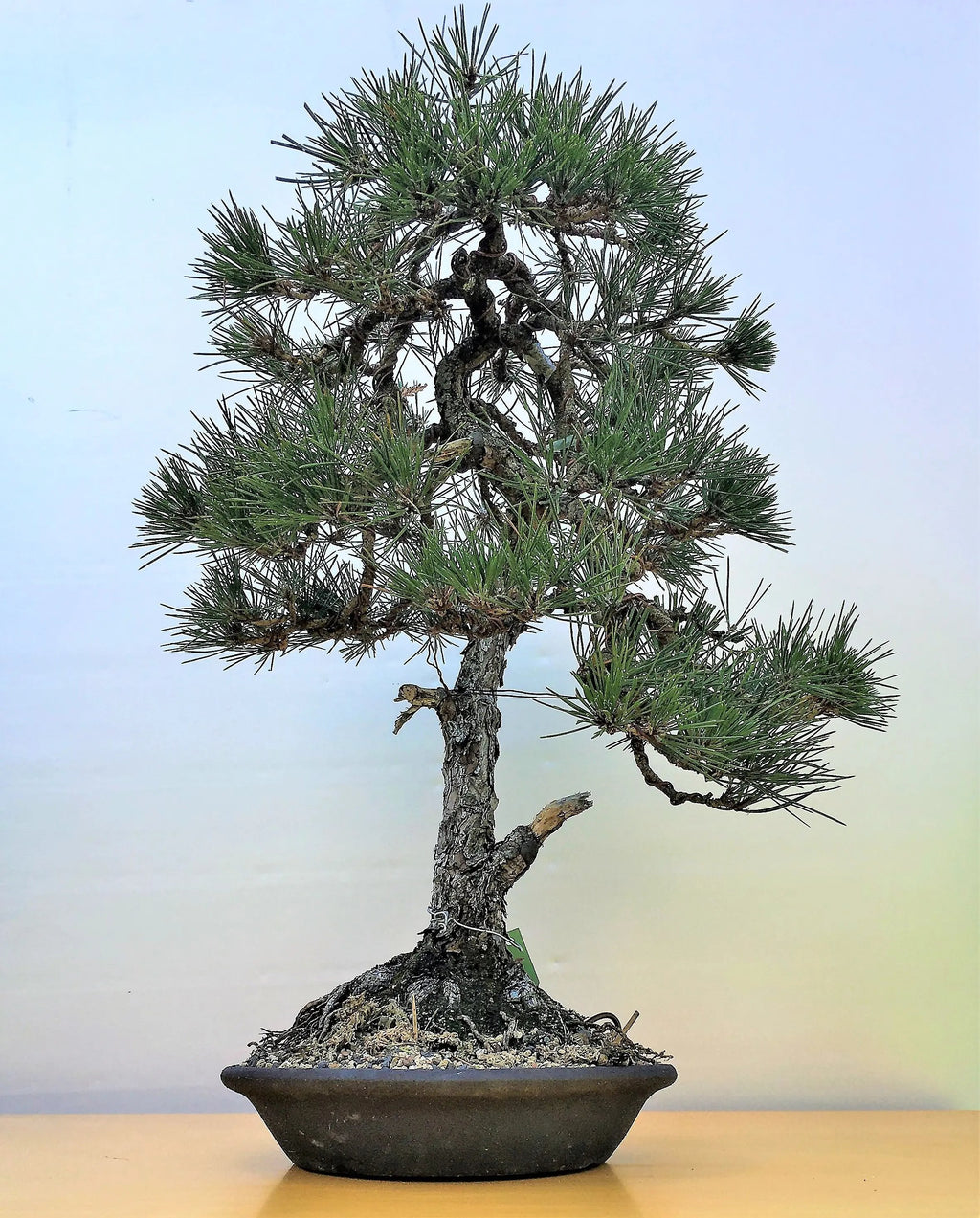 Pinus Thunbergii – Canada Bonsai