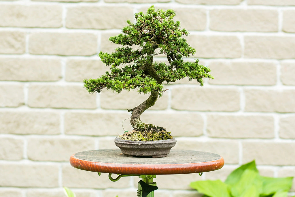 Cedrus Brevifolia – Canada Bonsai