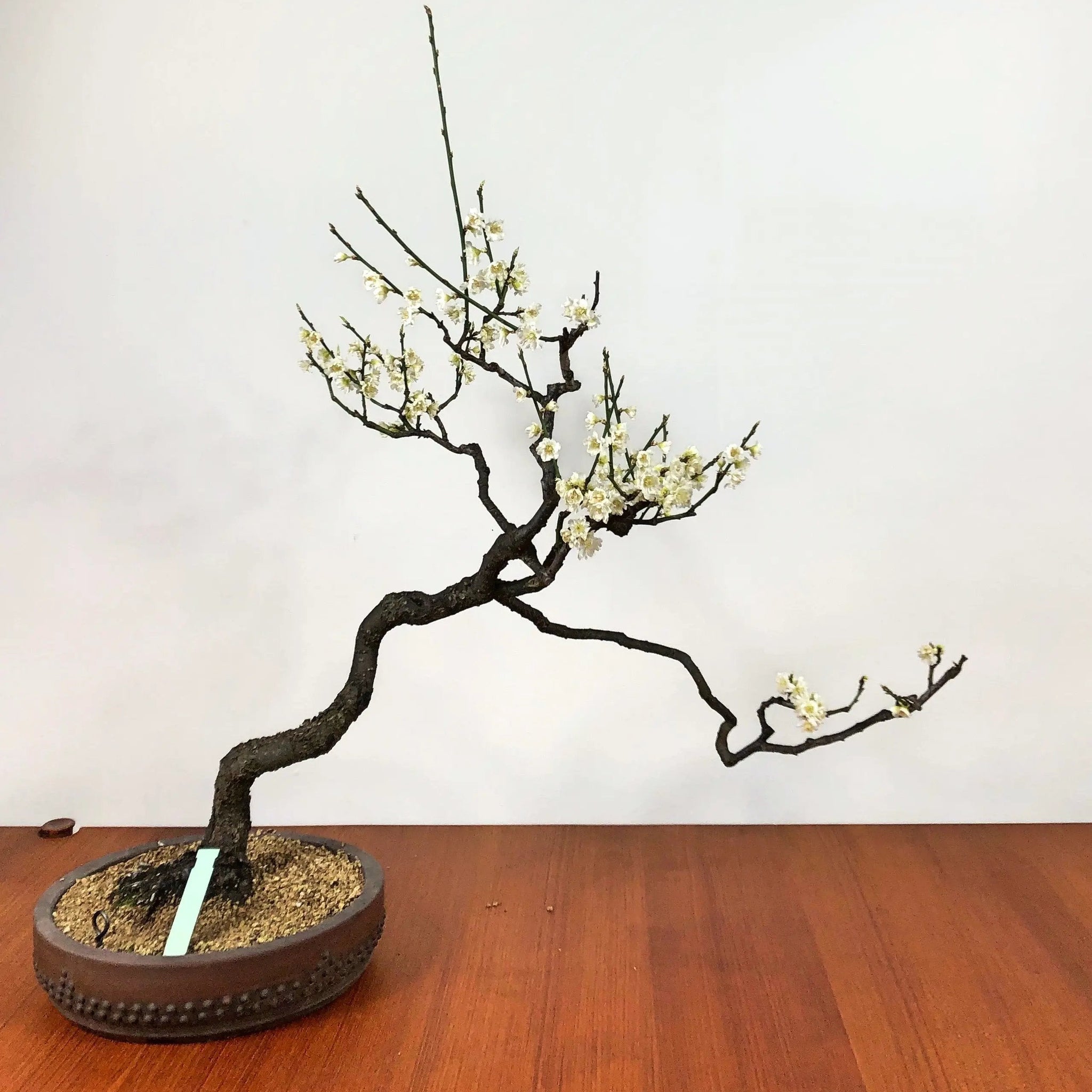 Prunus mume #3 'Yabai'