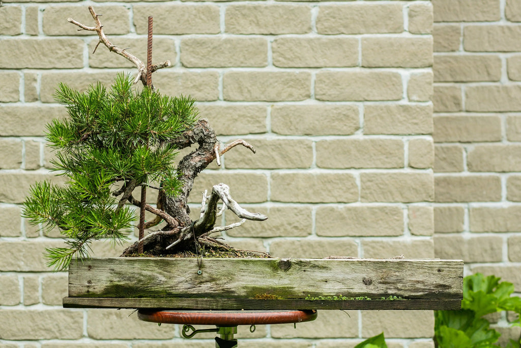 Pinus Banksiana – Canada Bonsai