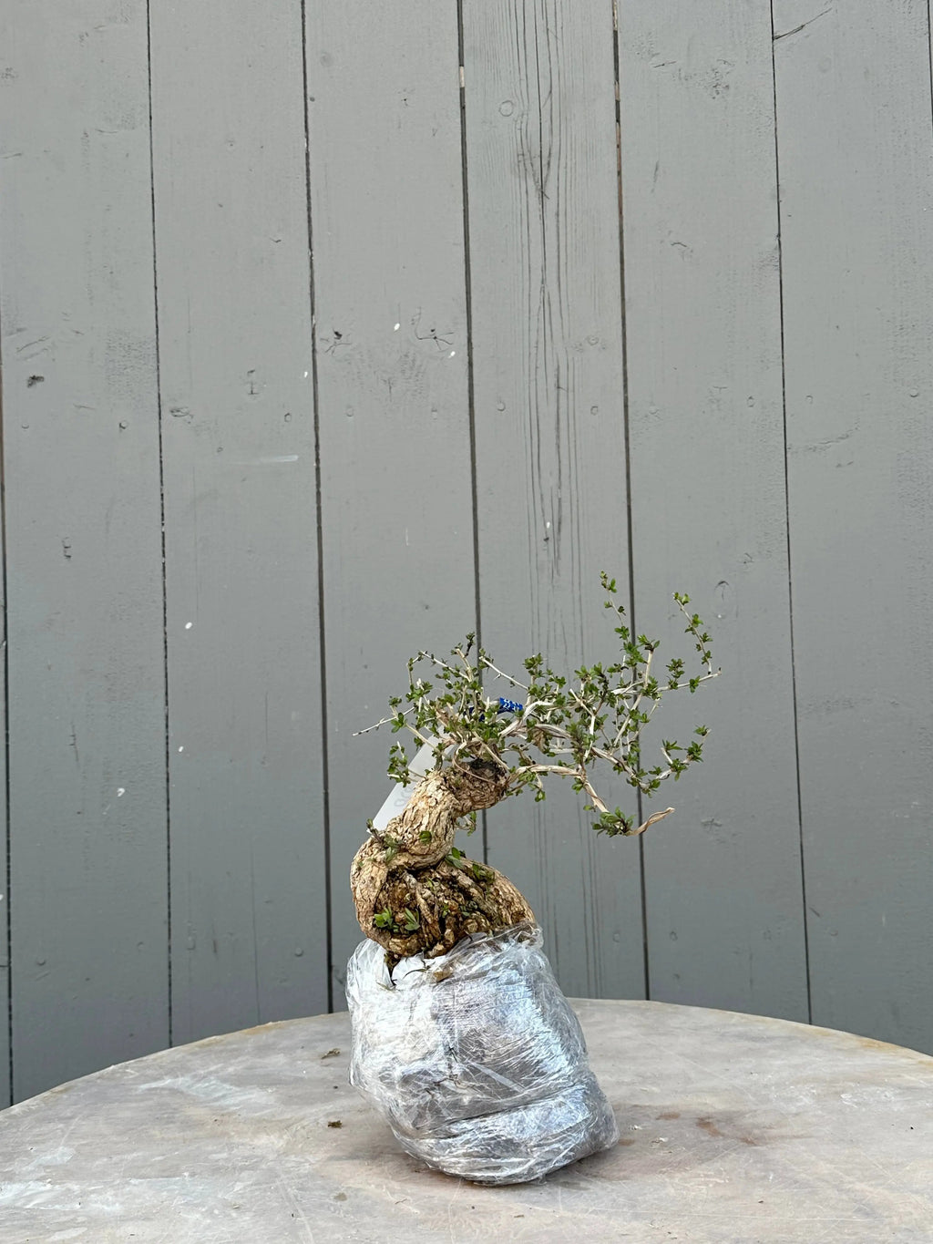 Lycium #5 – Canada Bonsai