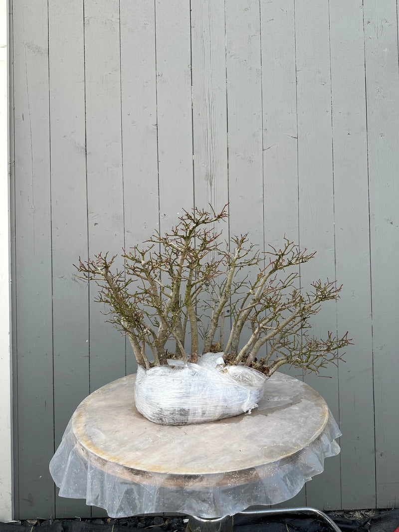 Euonymus #4 – Canada Bonsai