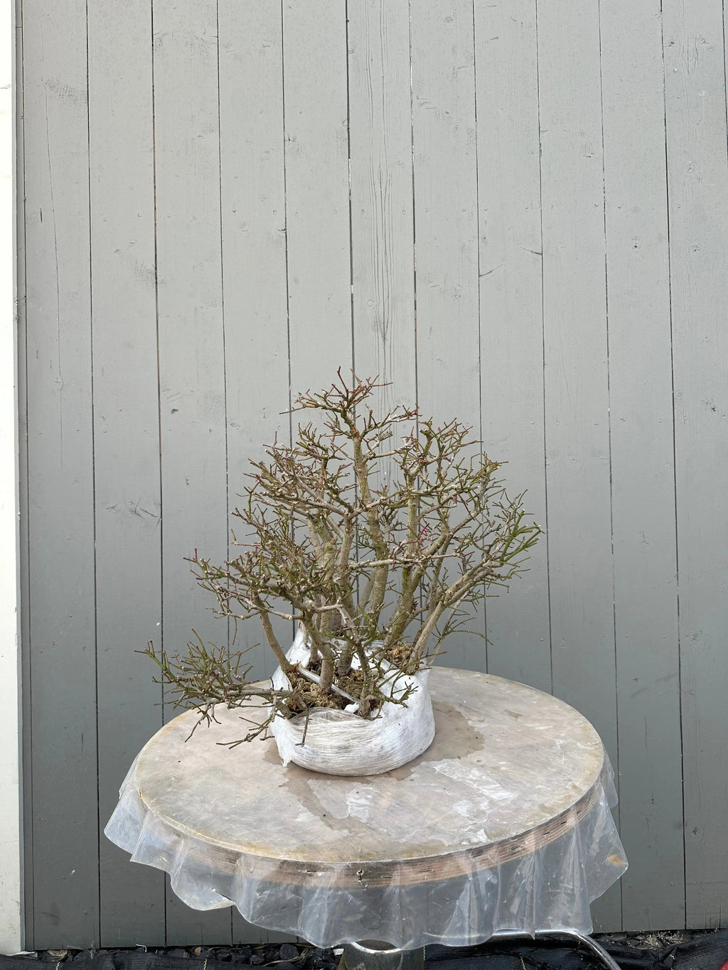 Euonymus #4 – Canada Bonsai