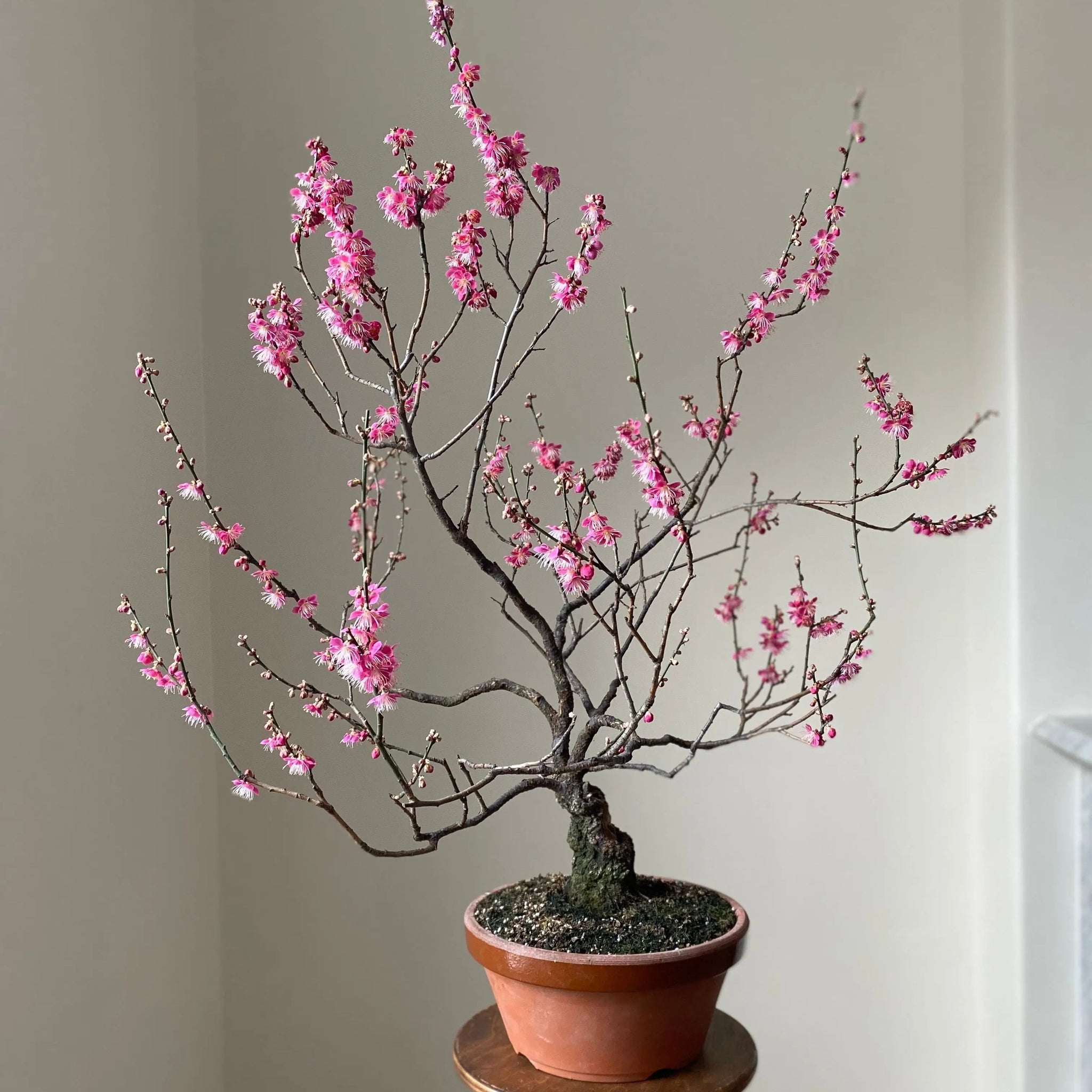 Prunus mume #7 'Hibai'