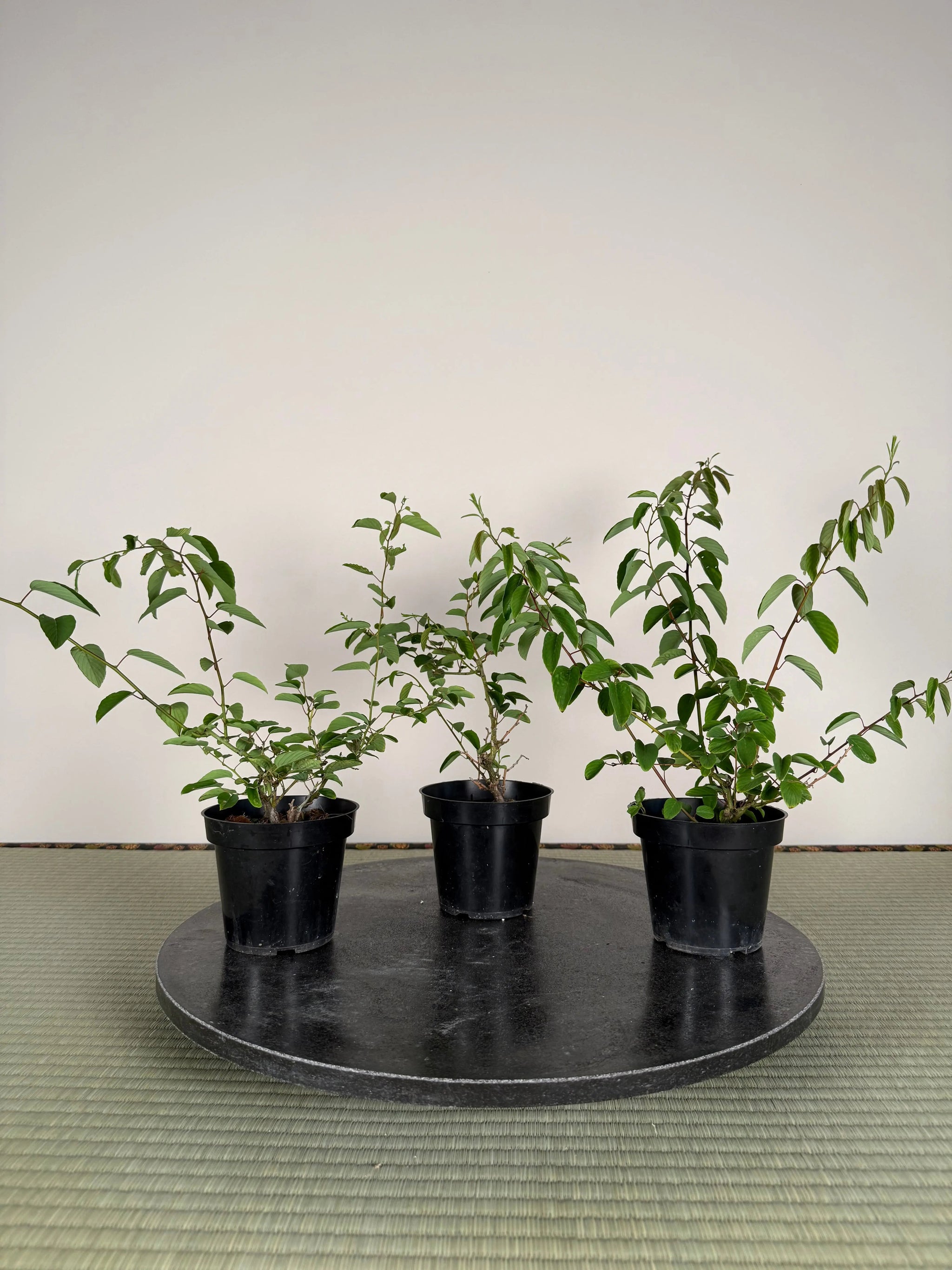 Berchemia racemosa (cuttings)