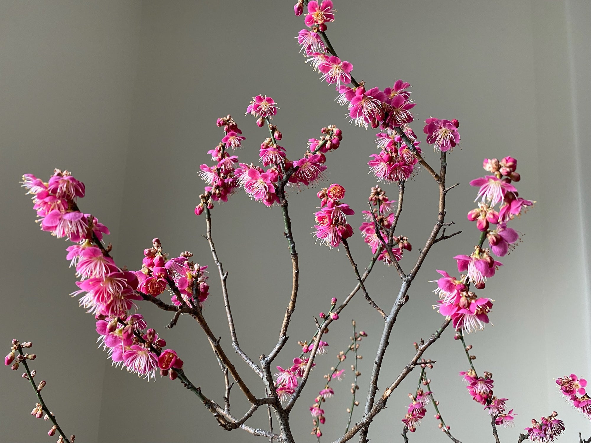 Canada Bonsai - Your source for Bonsai and pre-Bonsai material