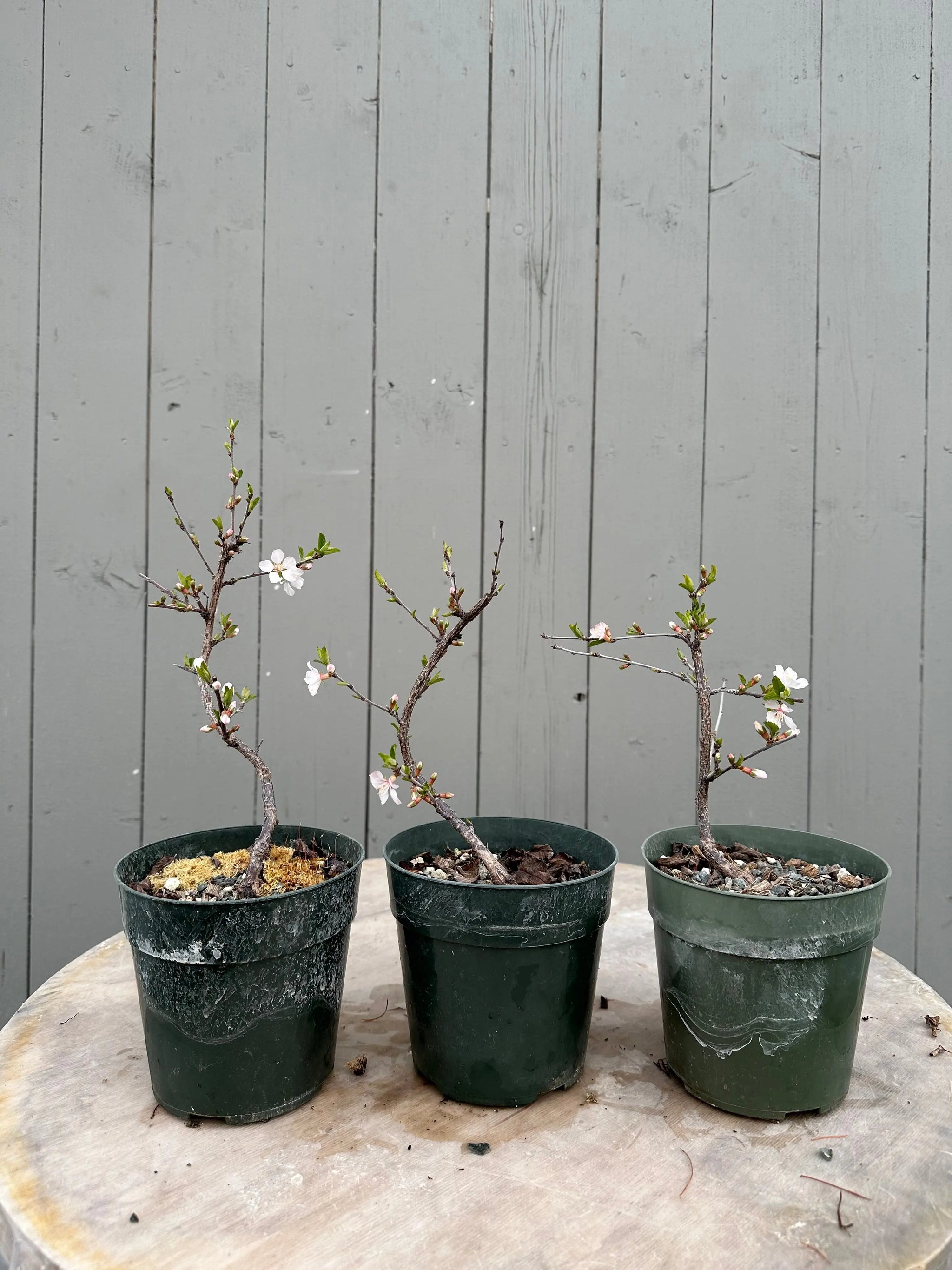 Prunus tomentosa (cutting-grown)