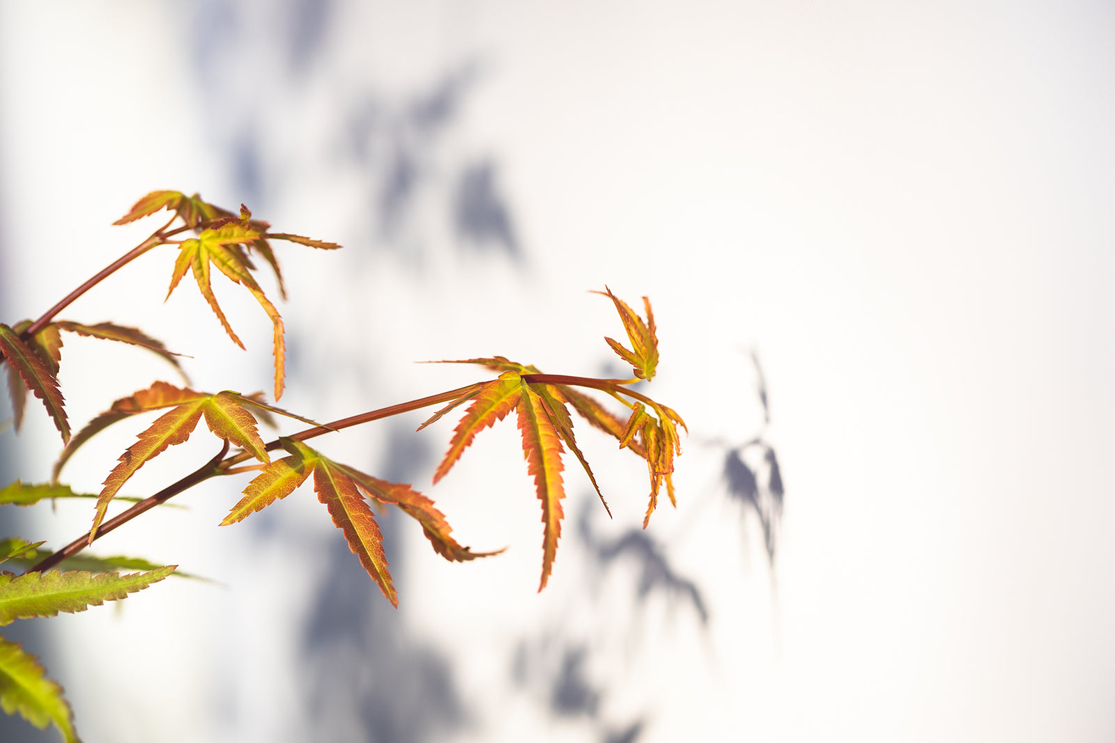 Canada Bonsai - Your source for Bonsai and pre-Bonsai material