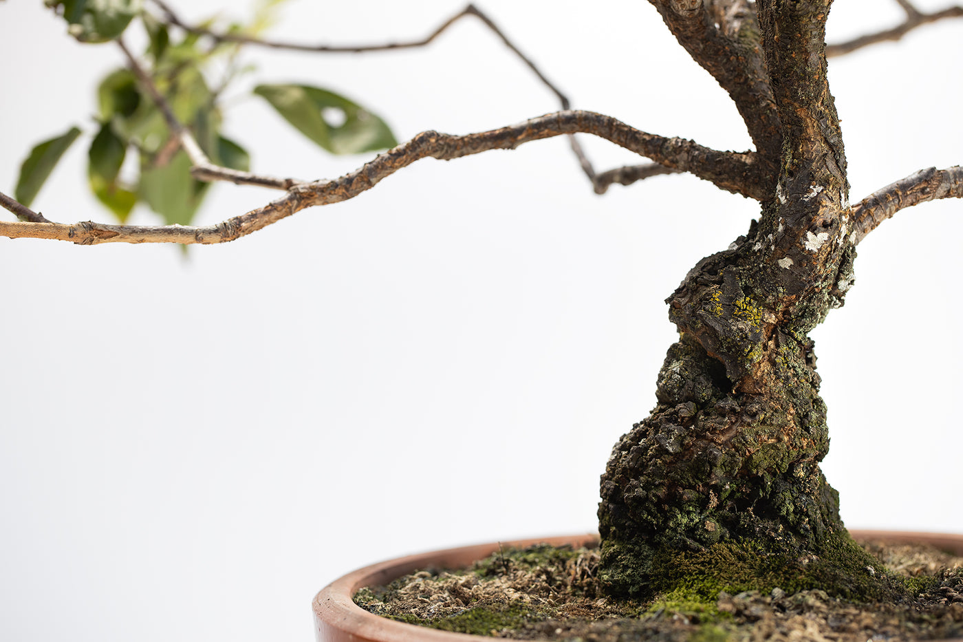 Canada Bonsai - Your source for Bonsai and pre-Bonsai material