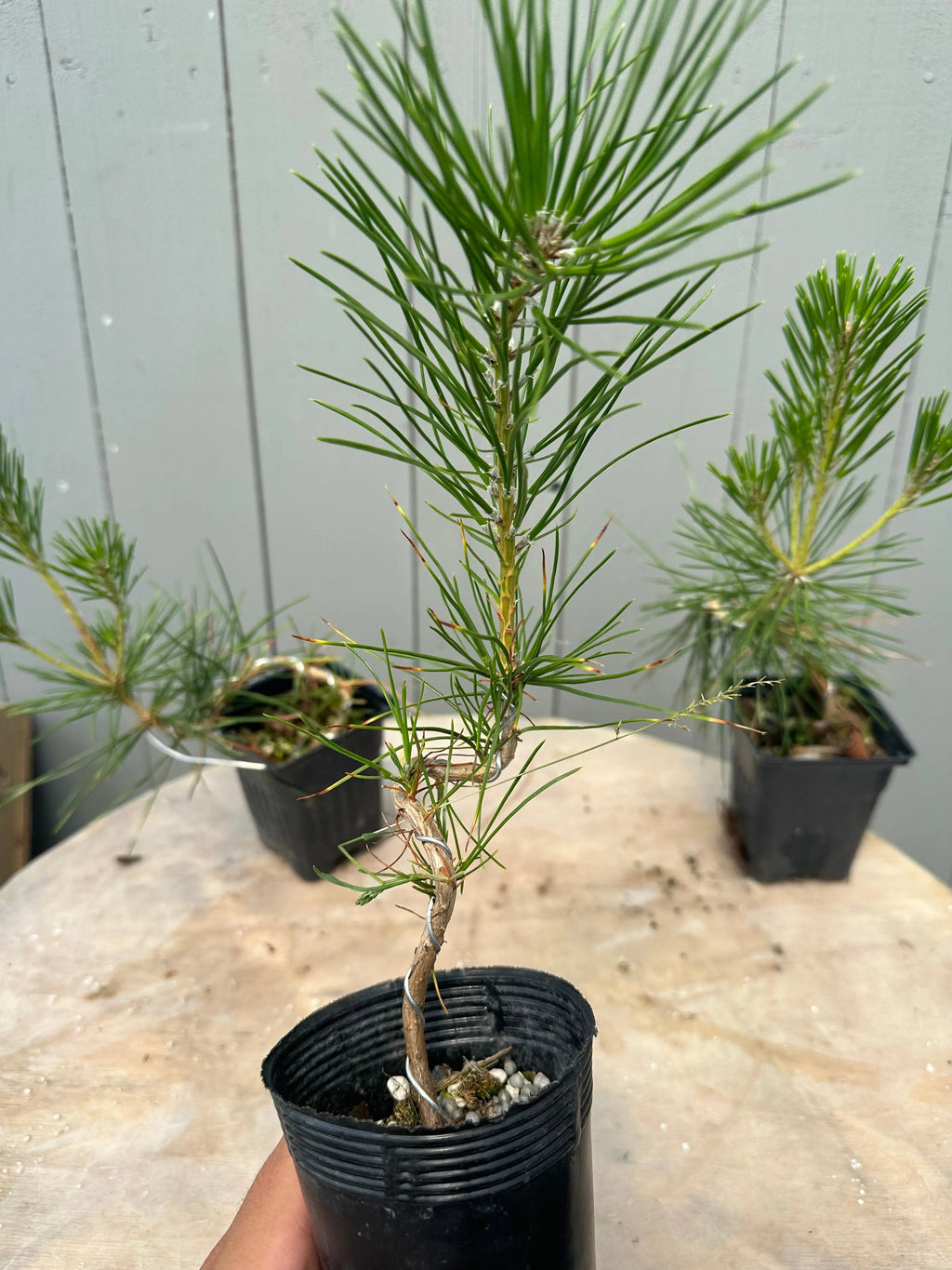 Pinus thunbergii – Canada Bonsai