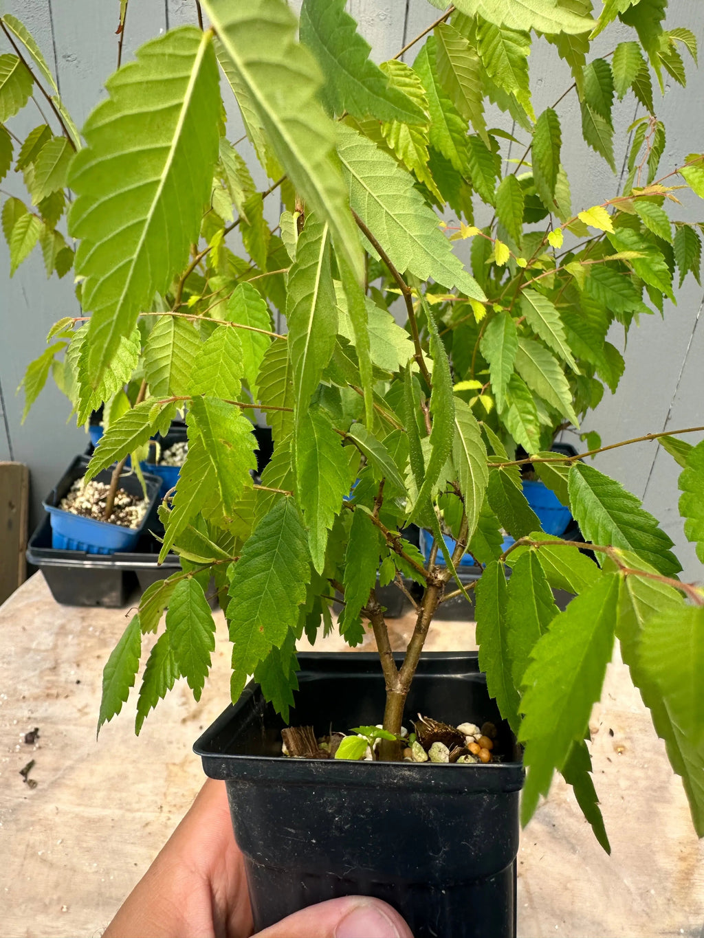 Bonsai Zelkova 30 Semi Di Zelkova Serrata, Olmo Giapponese ,semi Bonsai ...