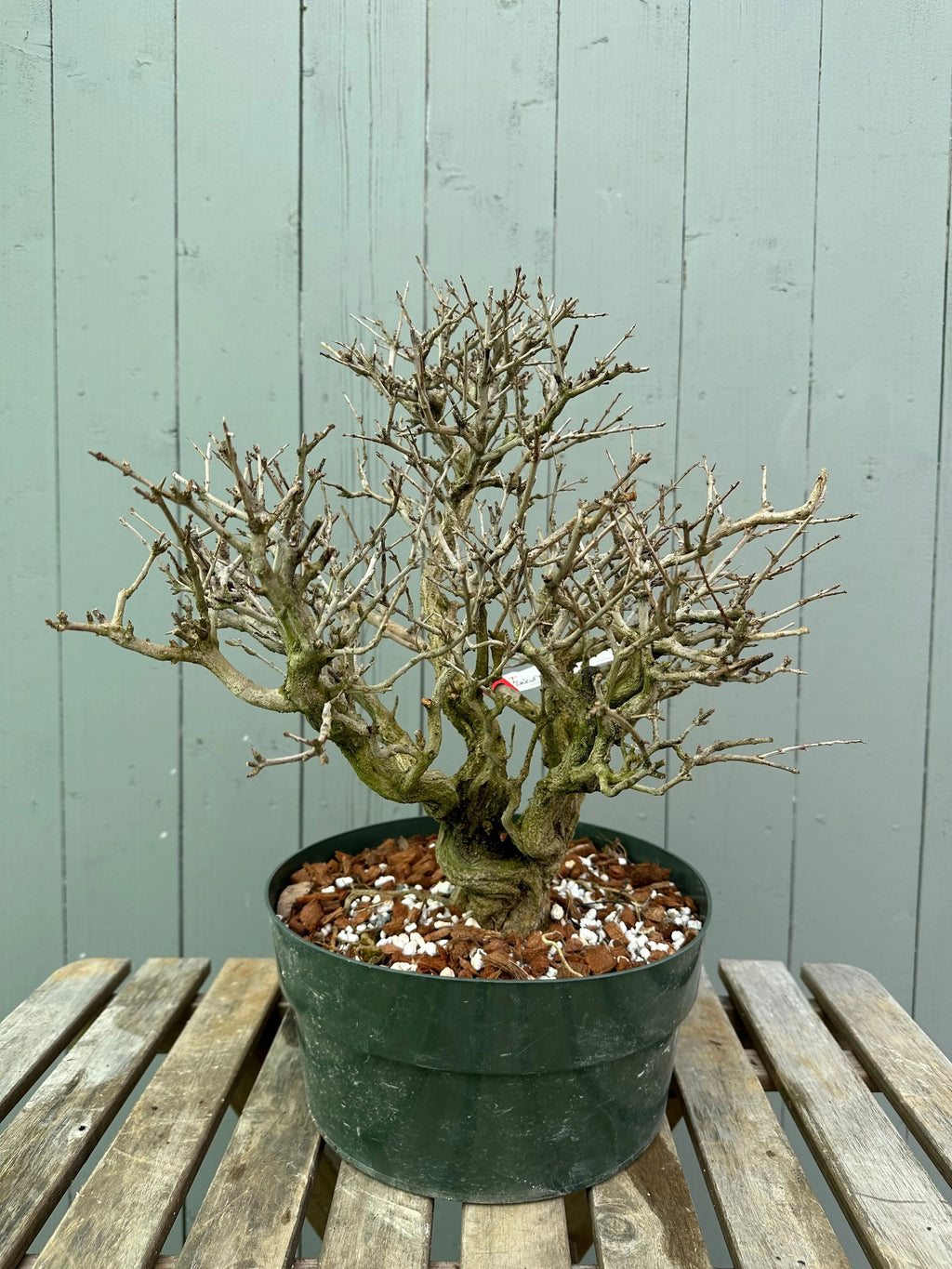 Pomegranate Neji-Kan – Canada Bonsai