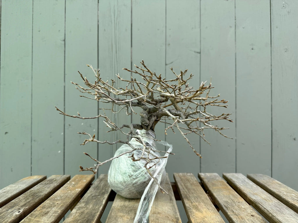 Princess Persimmon – Canada Bonsai