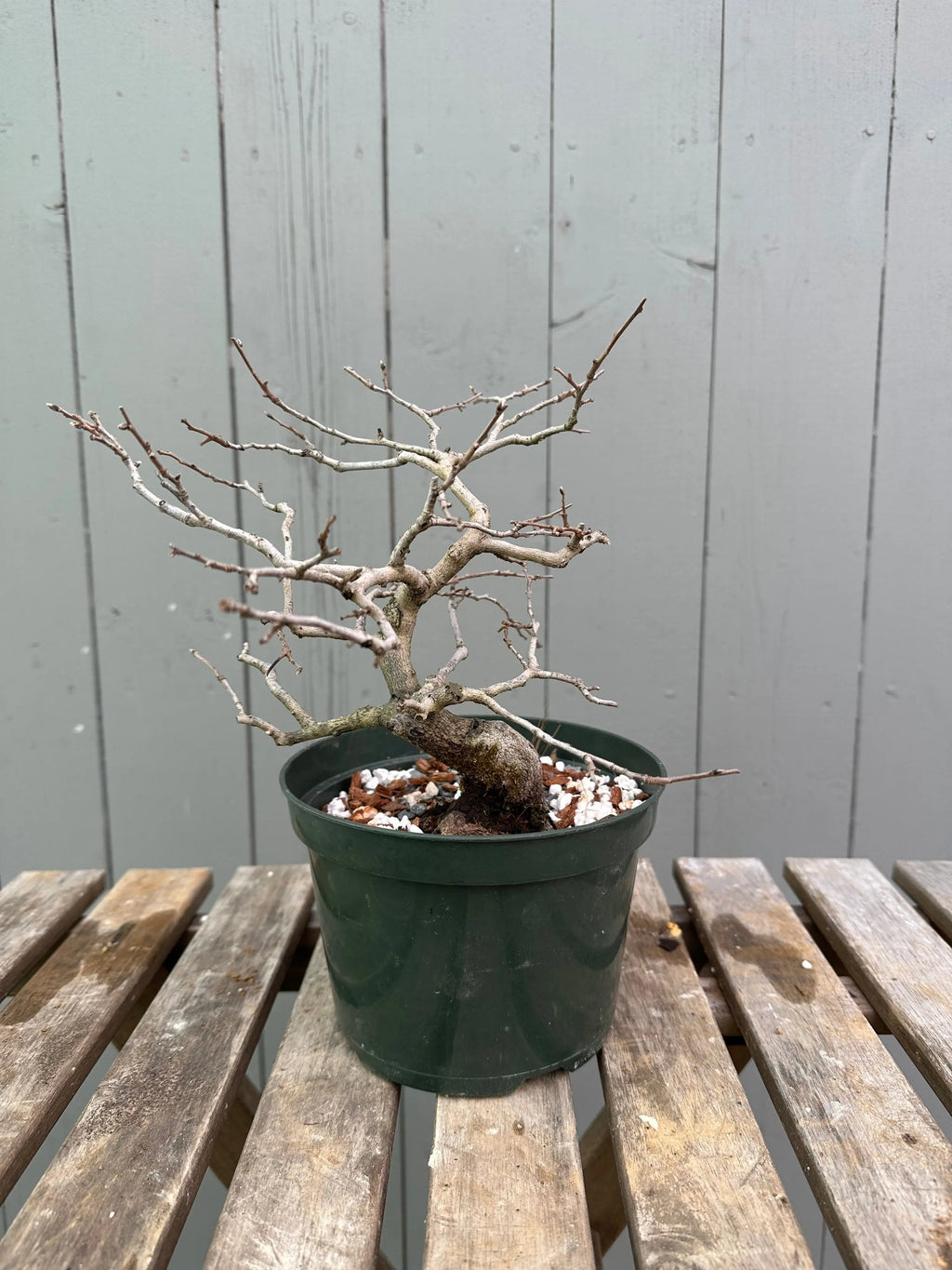 Princess Persimmon – Canada Bonsai