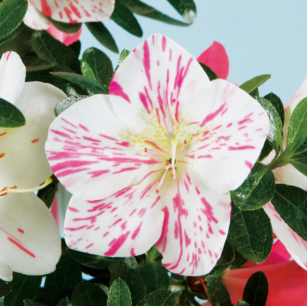Satsuki Azalea 'Kagero' – Canada Bonsai